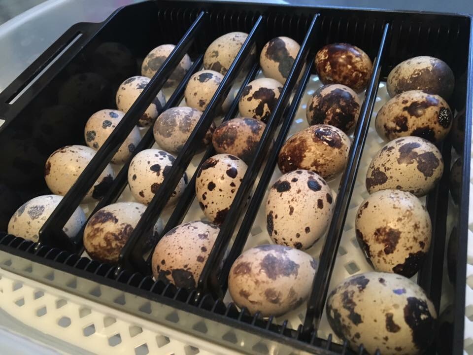 The Basics of Hatching and Raising Quail – Mayetta Farms