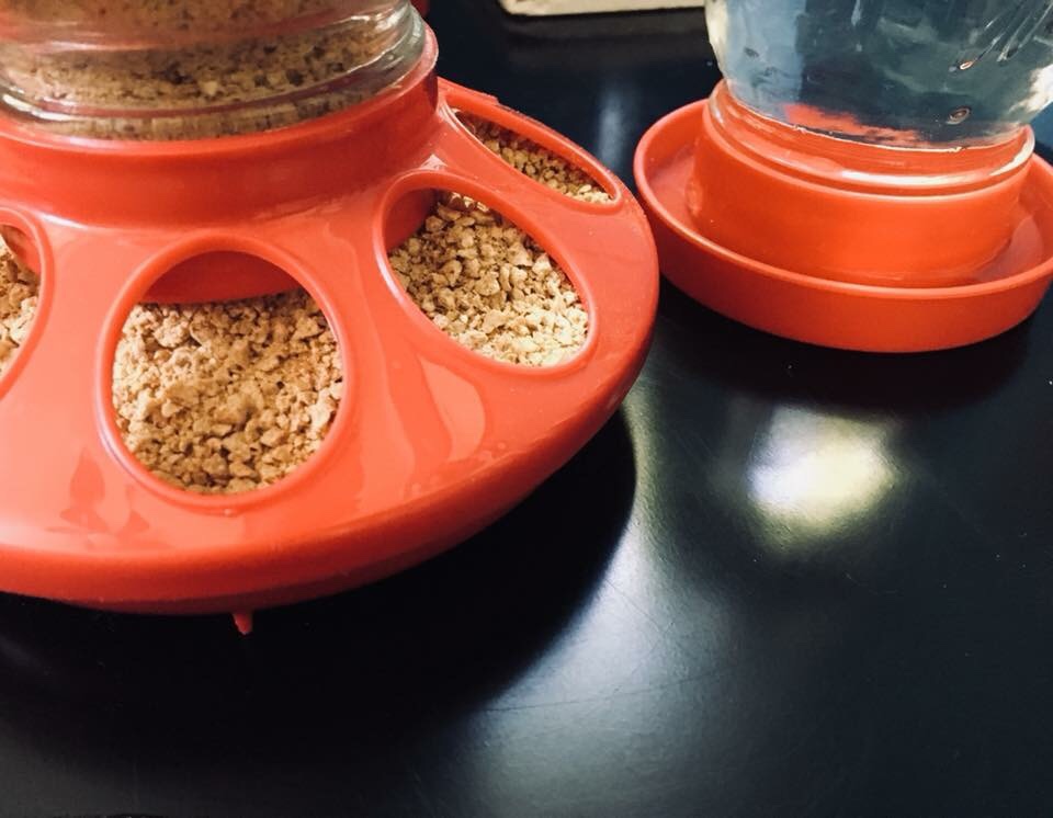 The Basics of Hatching and Raising Quail – Mayetta Farms