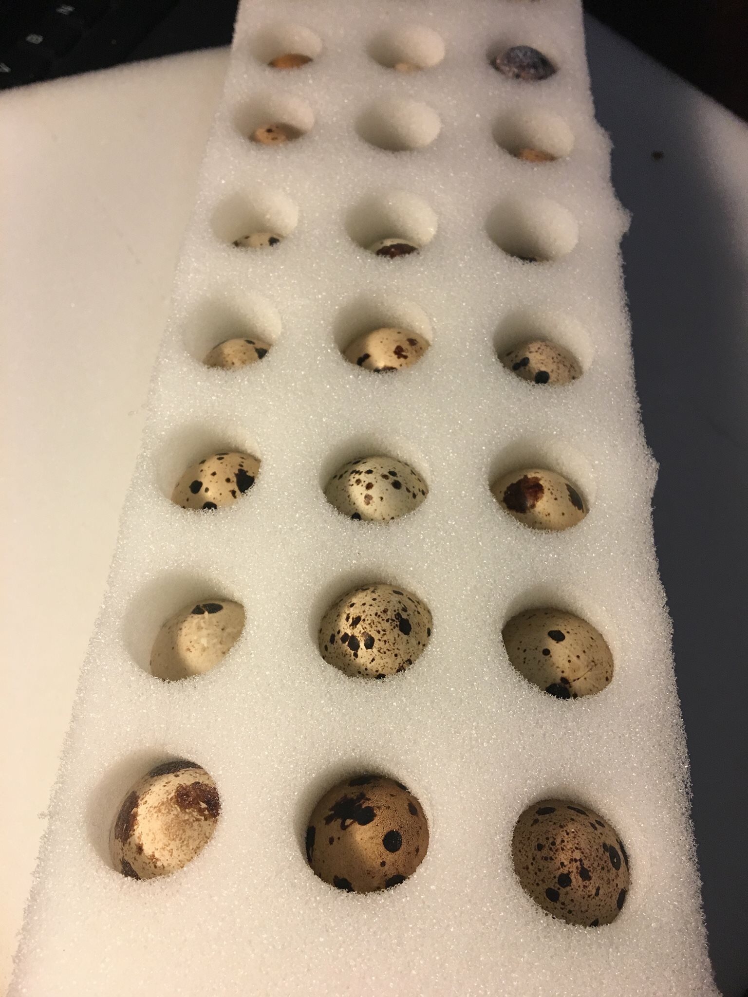 The Basics of Hatching and Raising Quail – Mayetta Farms