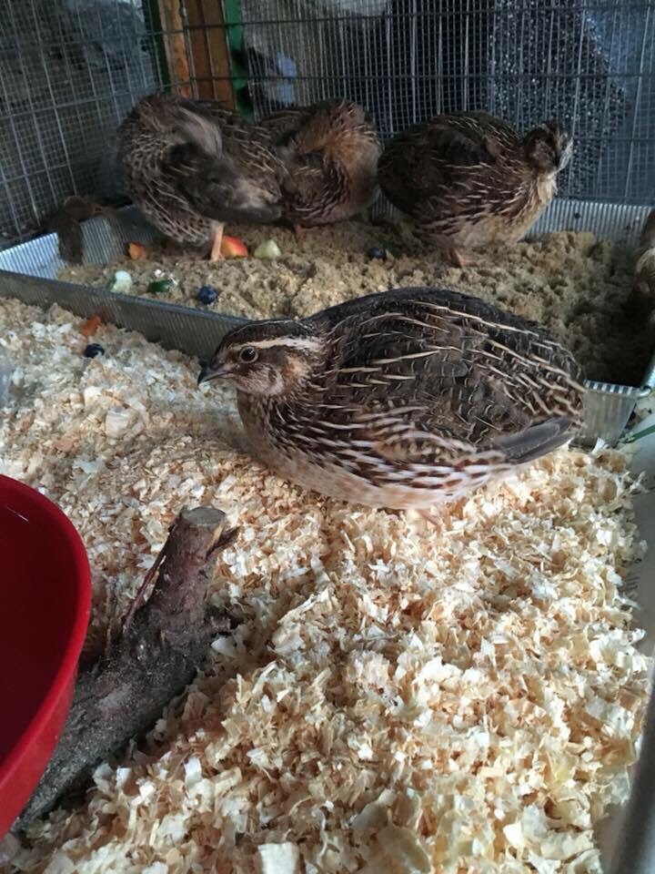 The Basics of Hatching and Raising Quail – Mayetta Farms