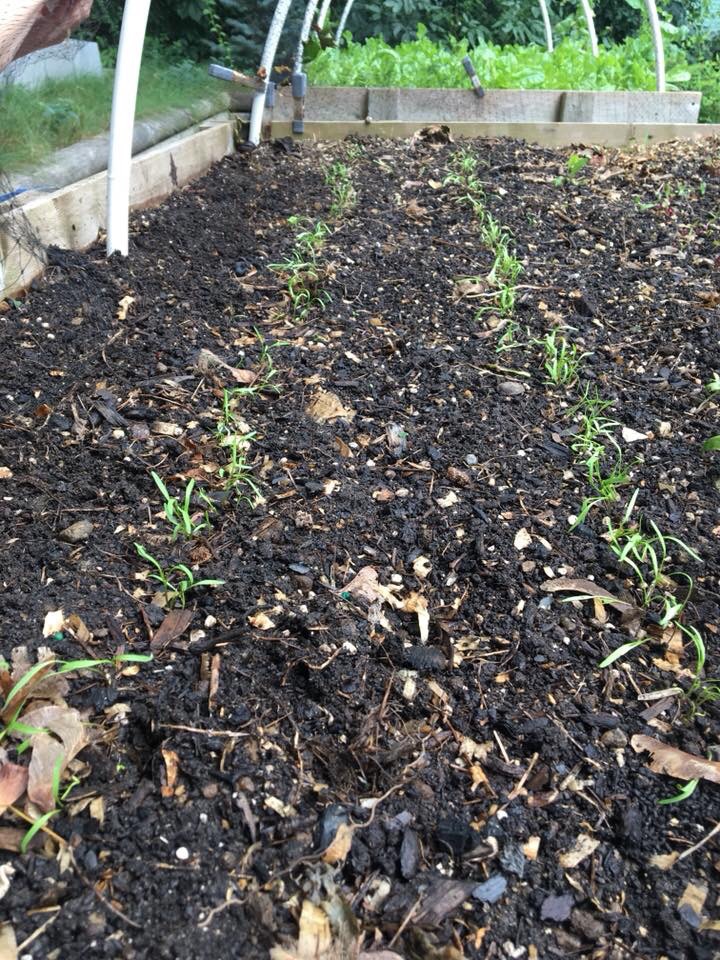 Direct Seeding Crops with the Newspaper Method – Mayetta Farms